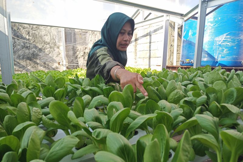 Menanam sayur di Kampung Atas Air | menanam-sayur-di-kampung-atas-air